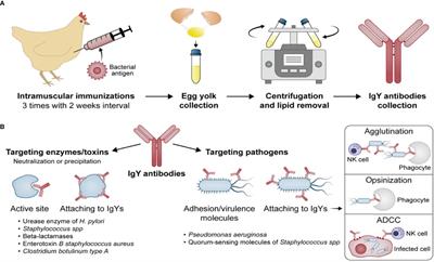Frontiers | IgY antibodies: The promising potential to overcome antibiotic resistance
